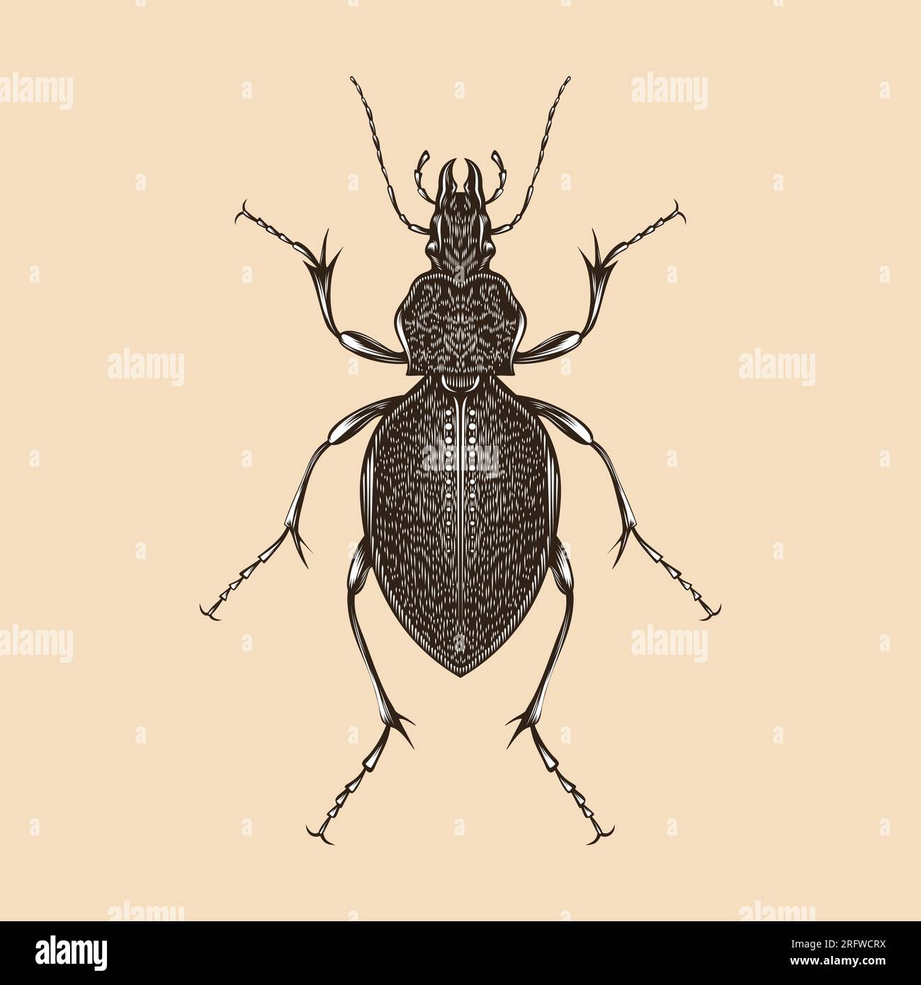 Carabidae carabus Stock Vector Images - Alamy