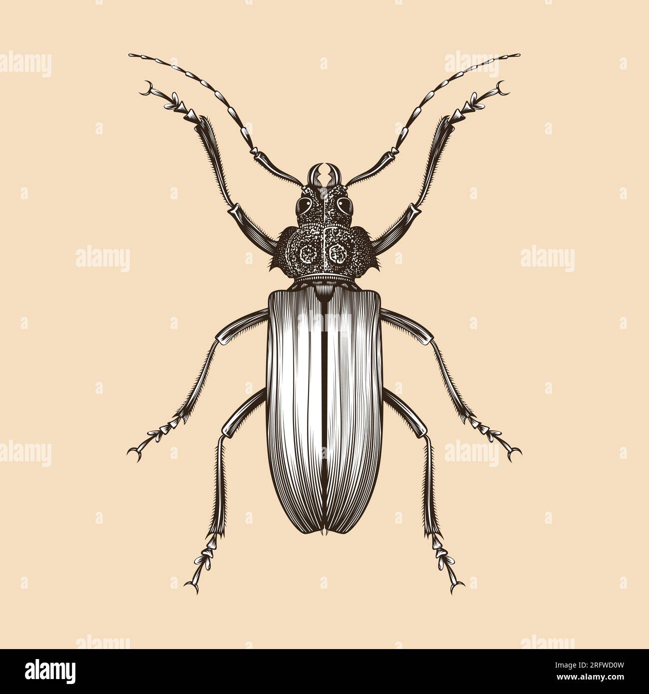 Dead wood beetle Stock Vector Images - Alamy