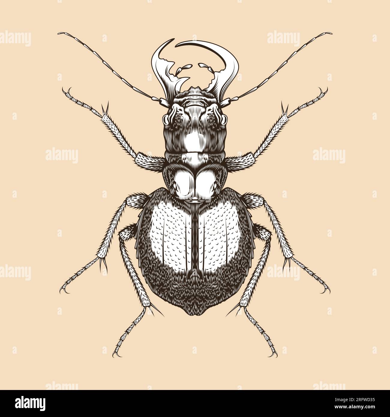Manticora Herculena illustration vector flat design Stock Vector Image ...