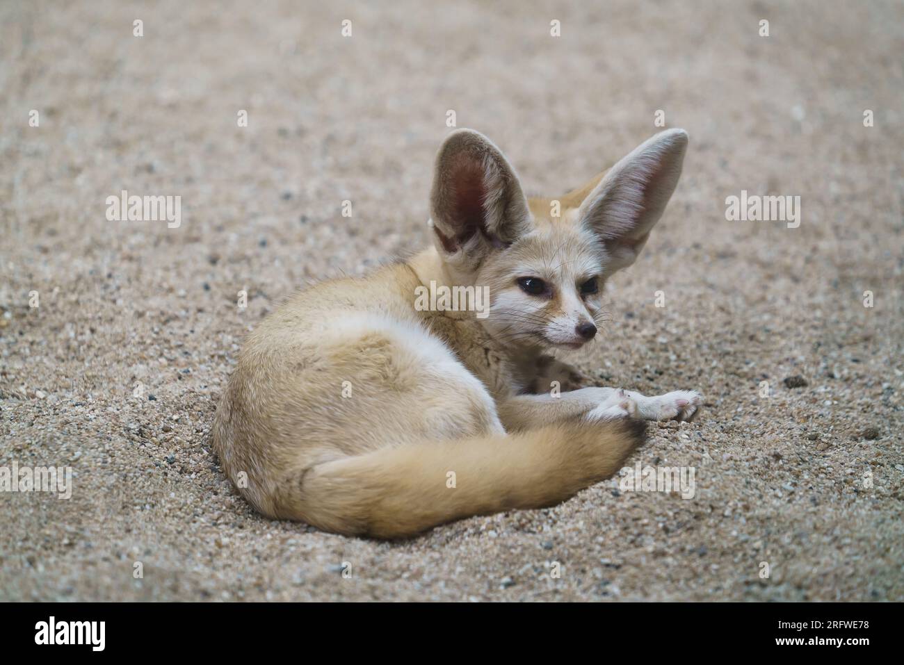 fennec fox (Vulpes zerda) is a small fox in the Sahara Stock Photo - Alamy