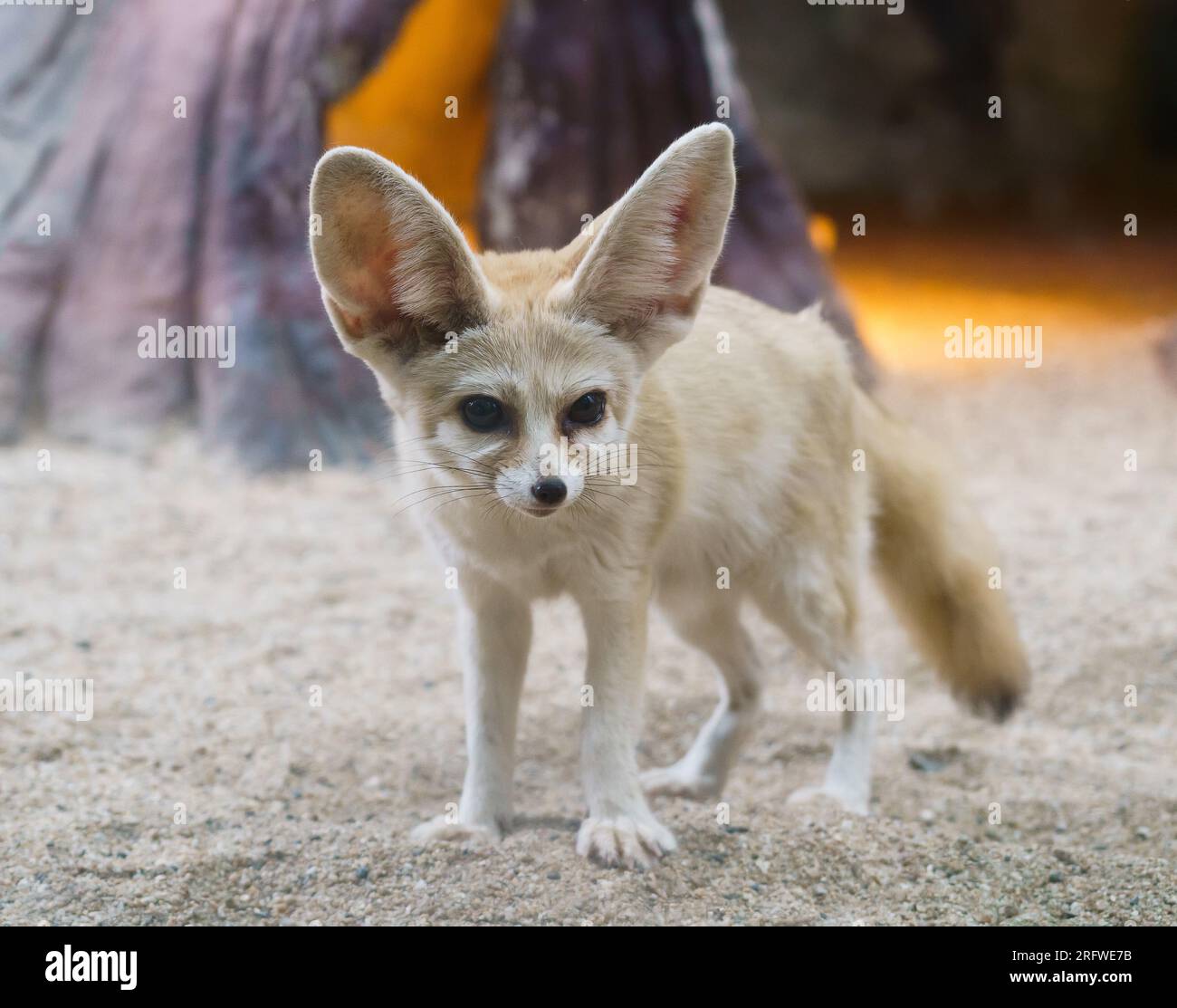 fennec fox (Vulpes zerda) is a small fox in the Sahara Stock Photo - Alamy
