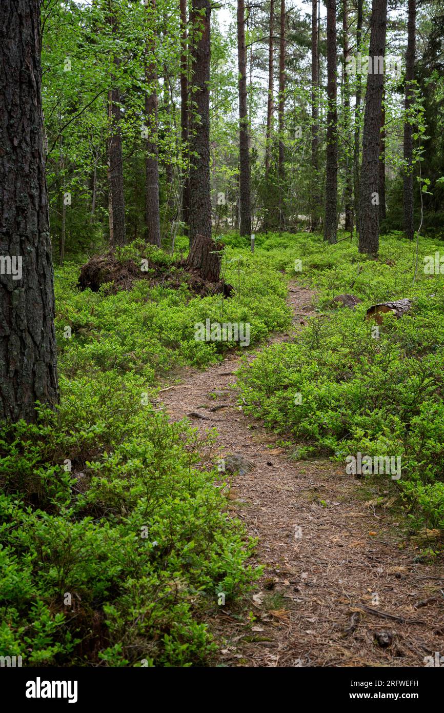Pine trees and a small pathway in a lush forest in Åland Islands ...