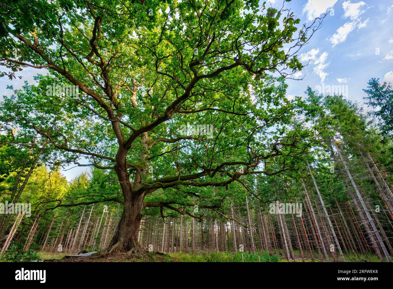Lush and verdant the oak of Paavola (Paavolan Tammi) - large, old and ...