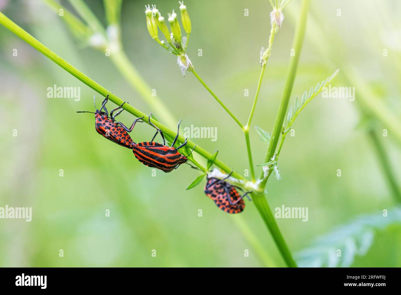 Trio of Striped bug (Graphosoma lineatum) is crawling up the stem of a ...