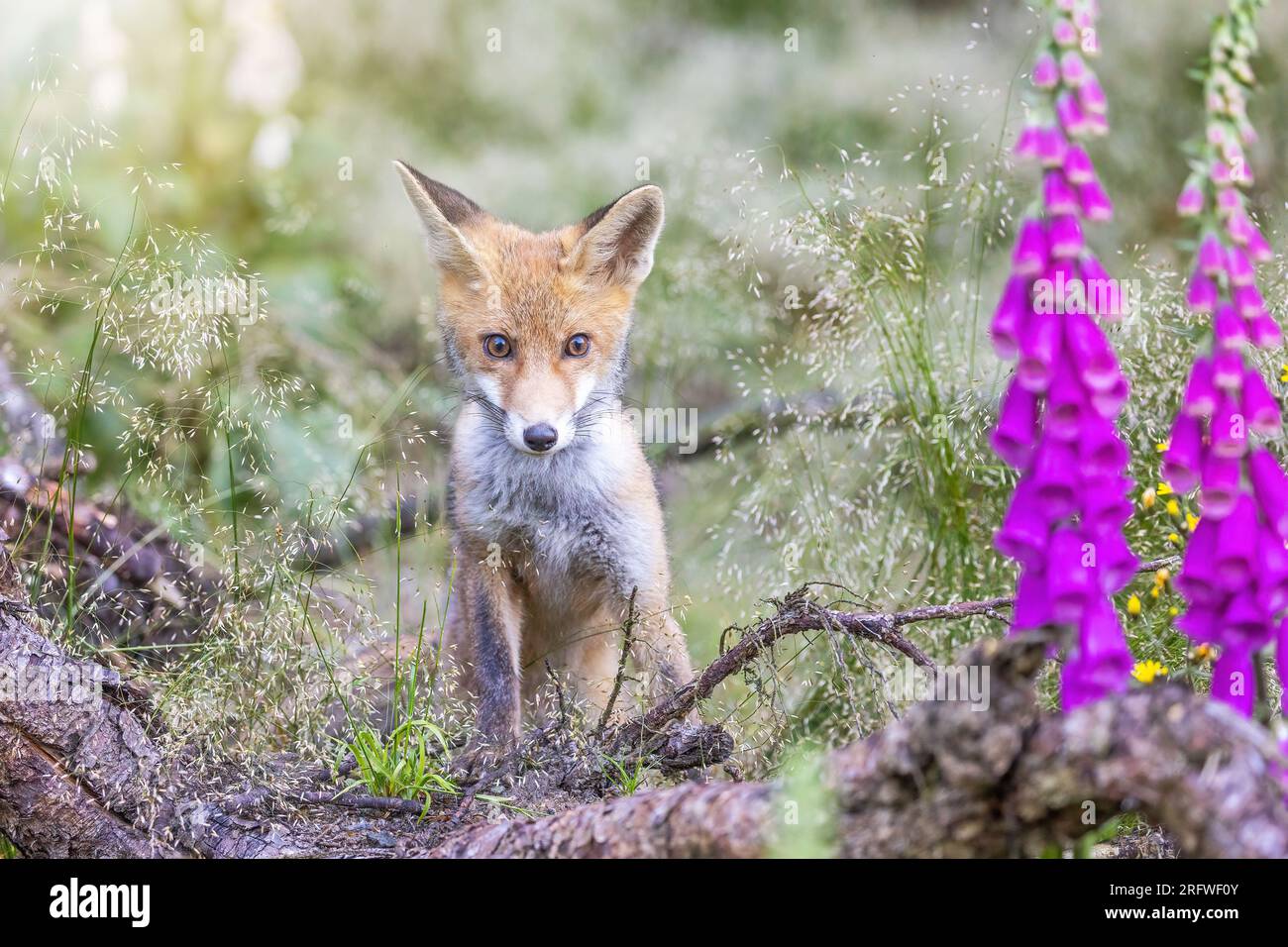 Front view of cute fox cub posing near the Foxglove Flower looking at the camera. Horizontally ...