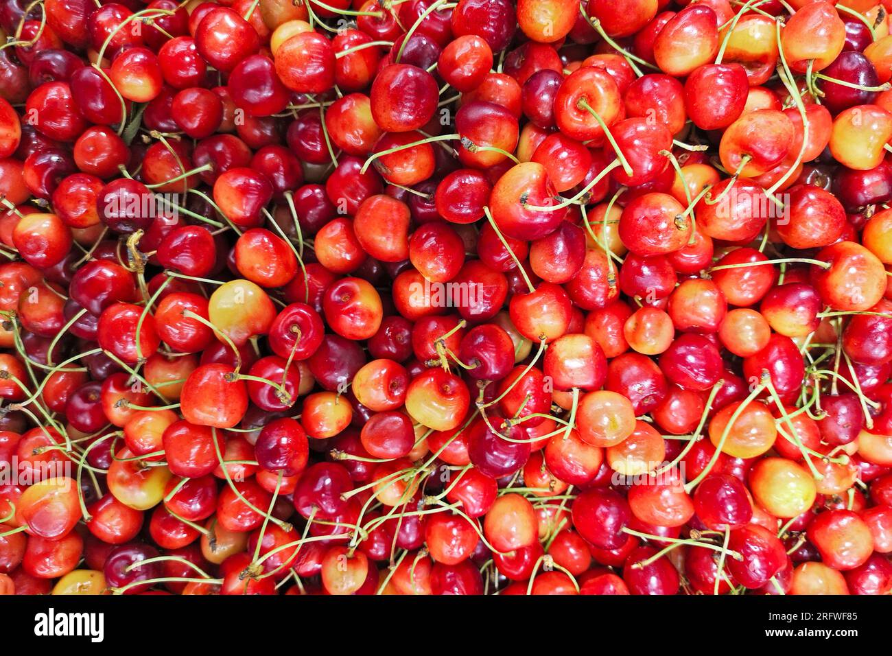 Pile of ripe cherries with stalks. Large collection of fresh red cherries Stock Photo - Alamy