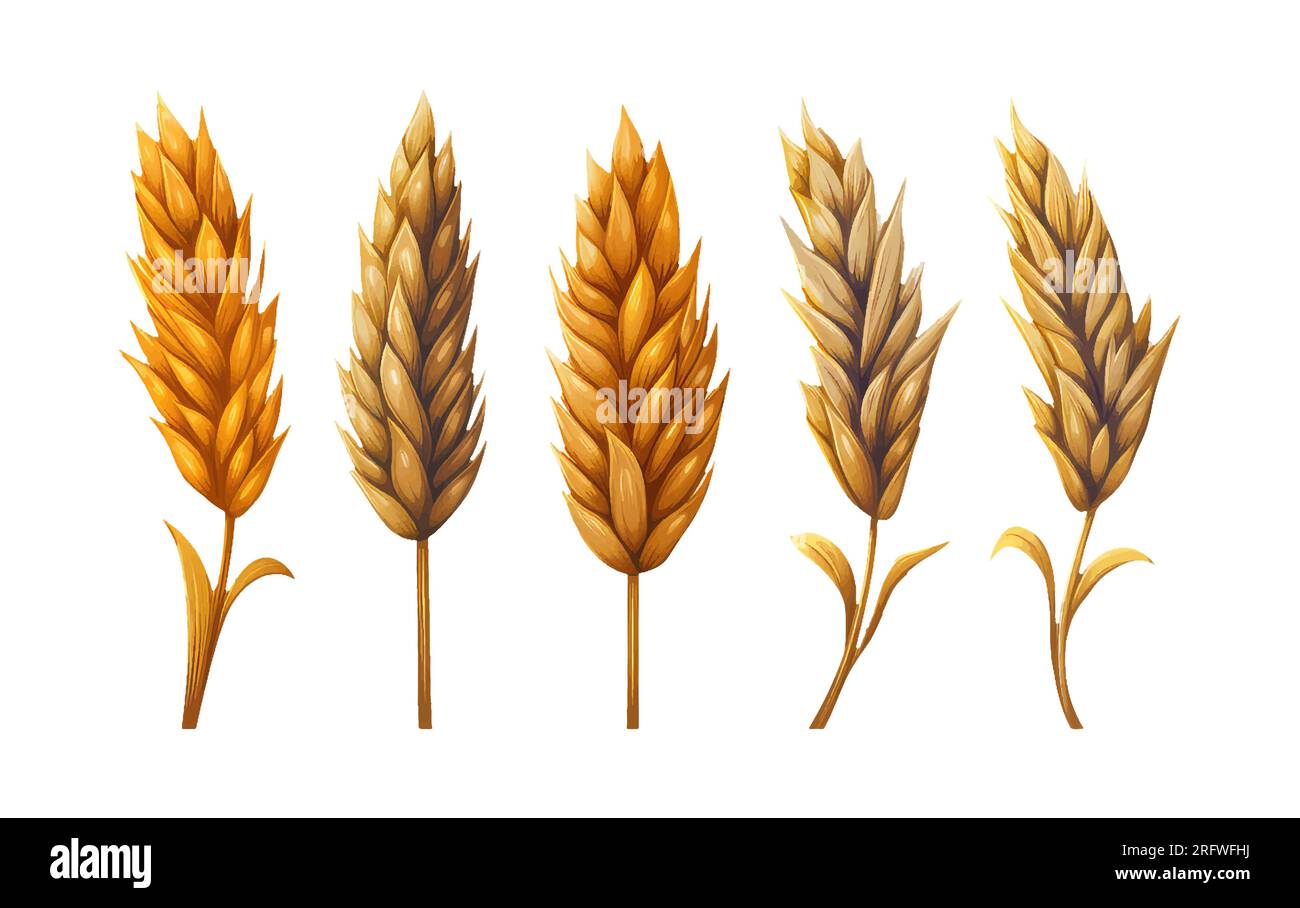 watercolor set vector illustraton of golden wheat grain crop isolated ...