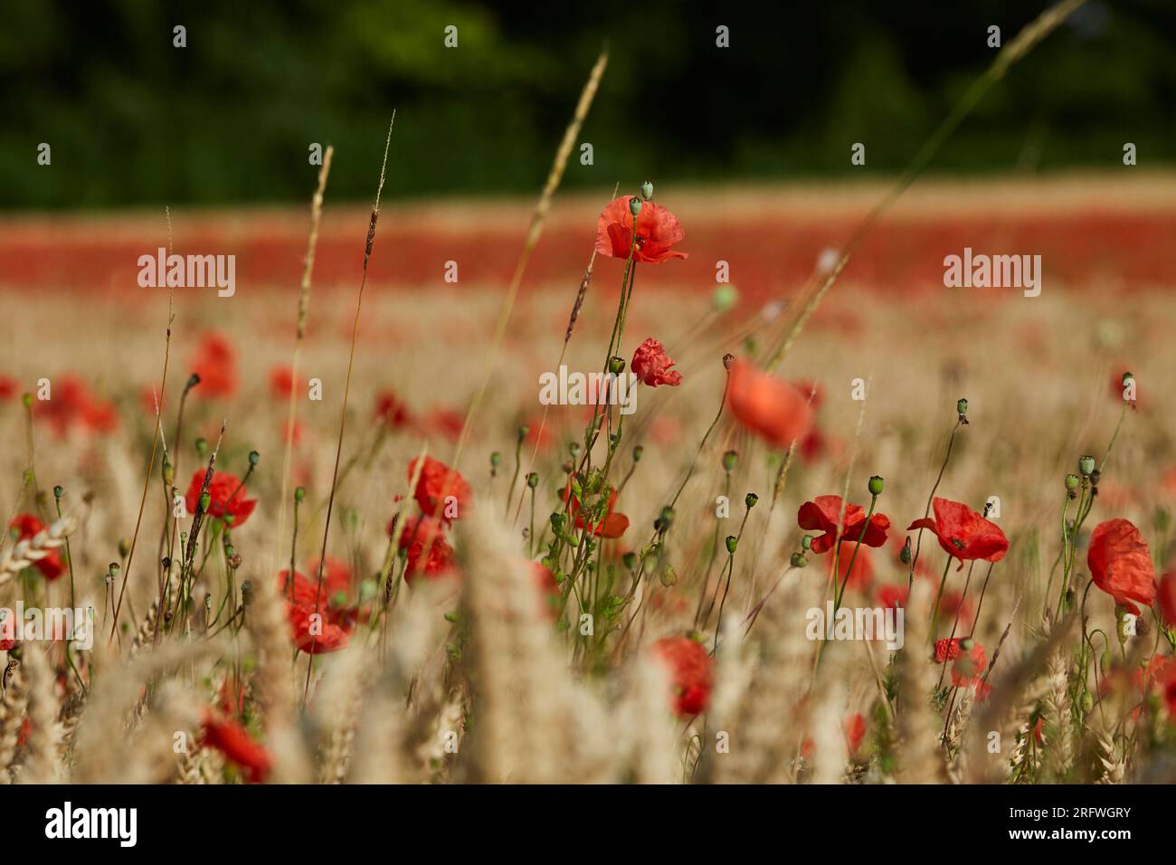Mohn im sommer hi-res stock photography and images - Alamy