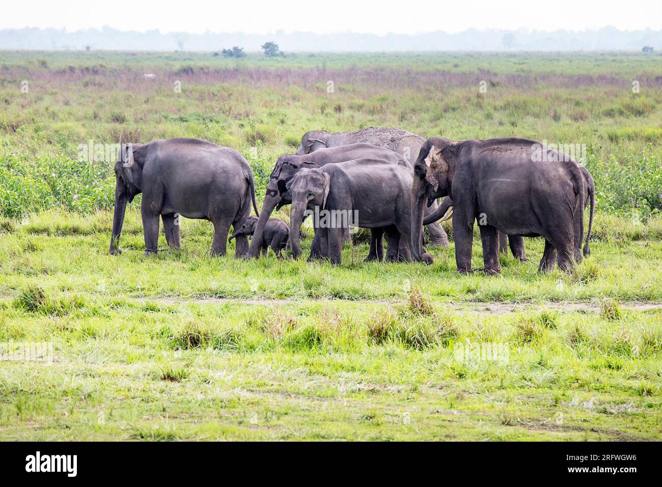 Group of domesticated elephants on a grass flat area in KAziranga ...