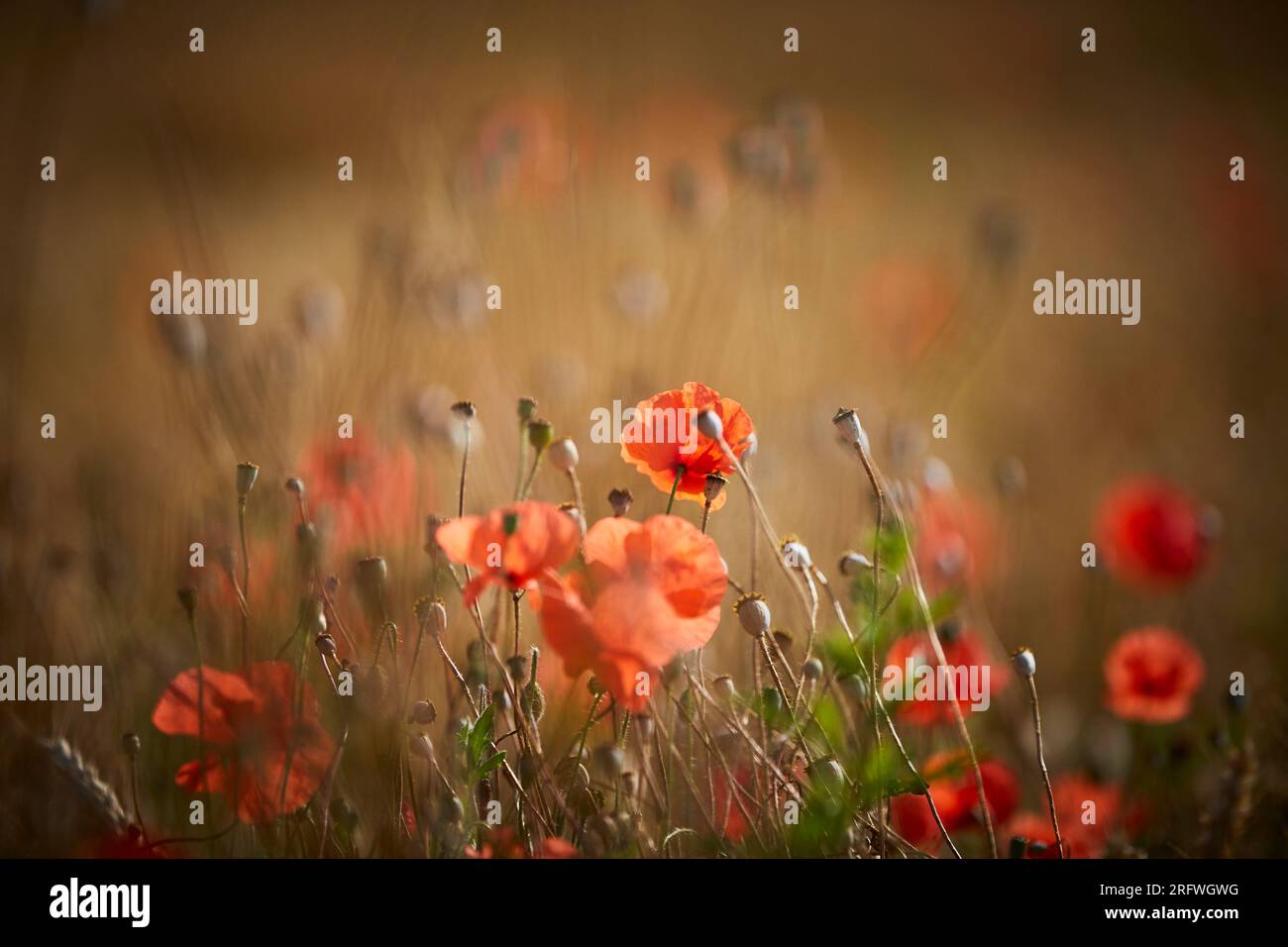 Mohn im sommer hi-res stock photography and images - Alamy