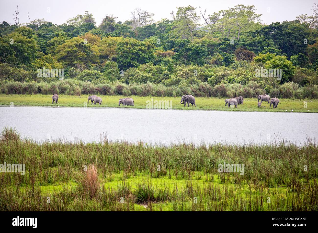 Group of Wild elephants on a bank of a lake in beautiful Kaziranga ...