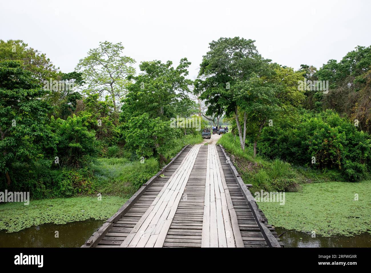 Beautiful landscape of Kaziranga national park in Assam in India ...