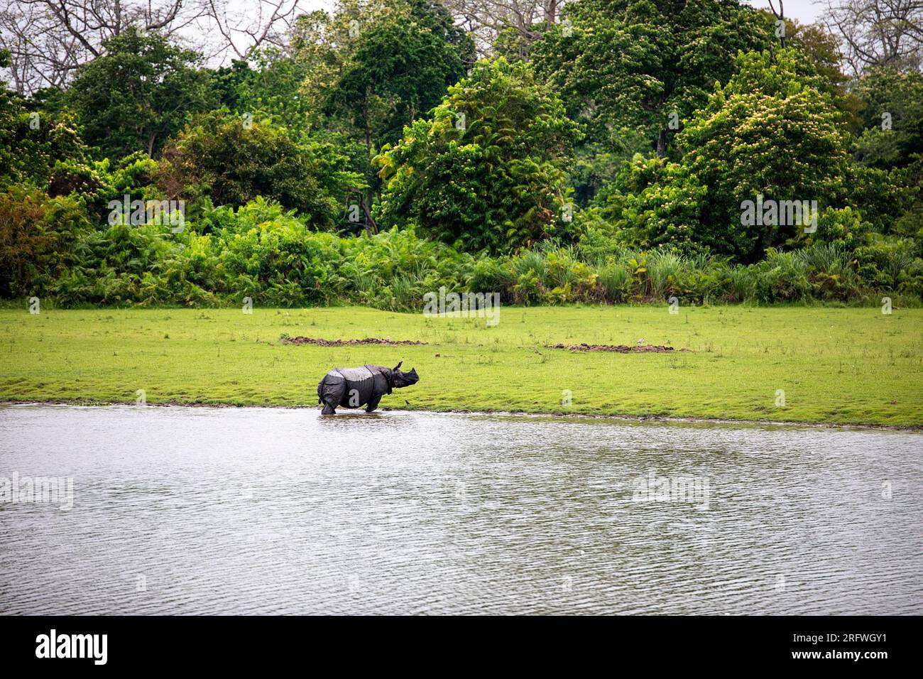 Beautiful Indian Rhinoceros or greater one-horned rhino, relaxing in a ...