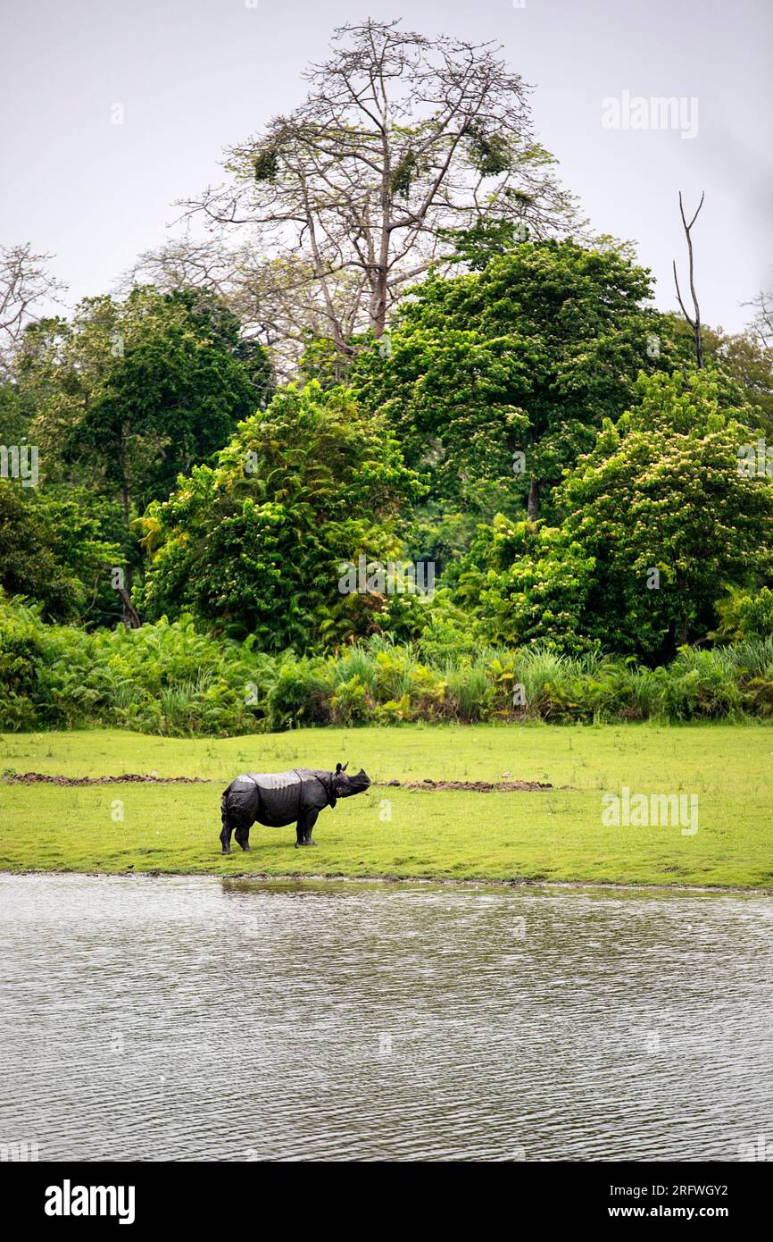 Beautiful Indian Rhinoceros or greater one-horned rhino, relaxing in a ...