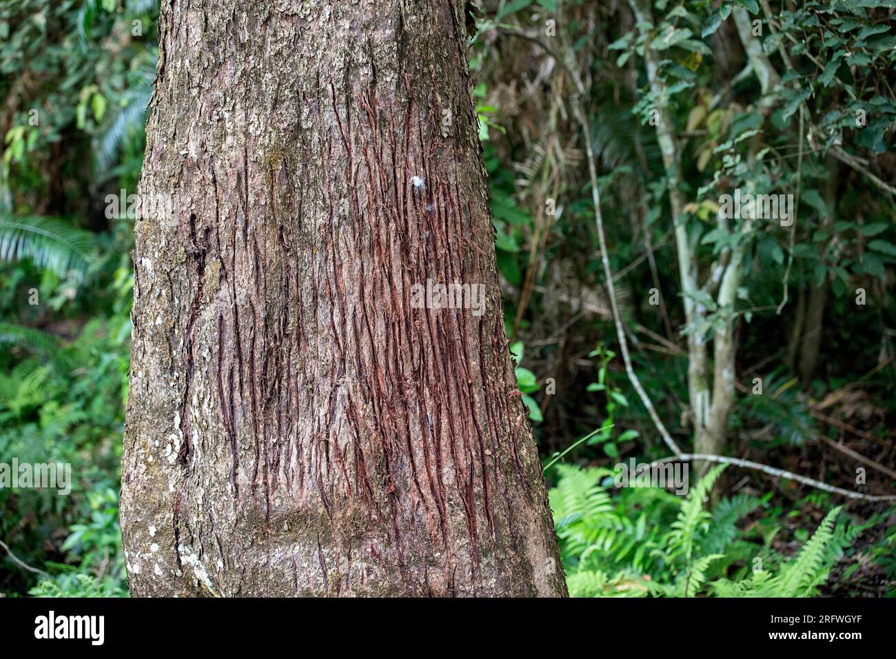 Old tree with fresh tiger marks on a tree trunk, marks of tiger claws ...
