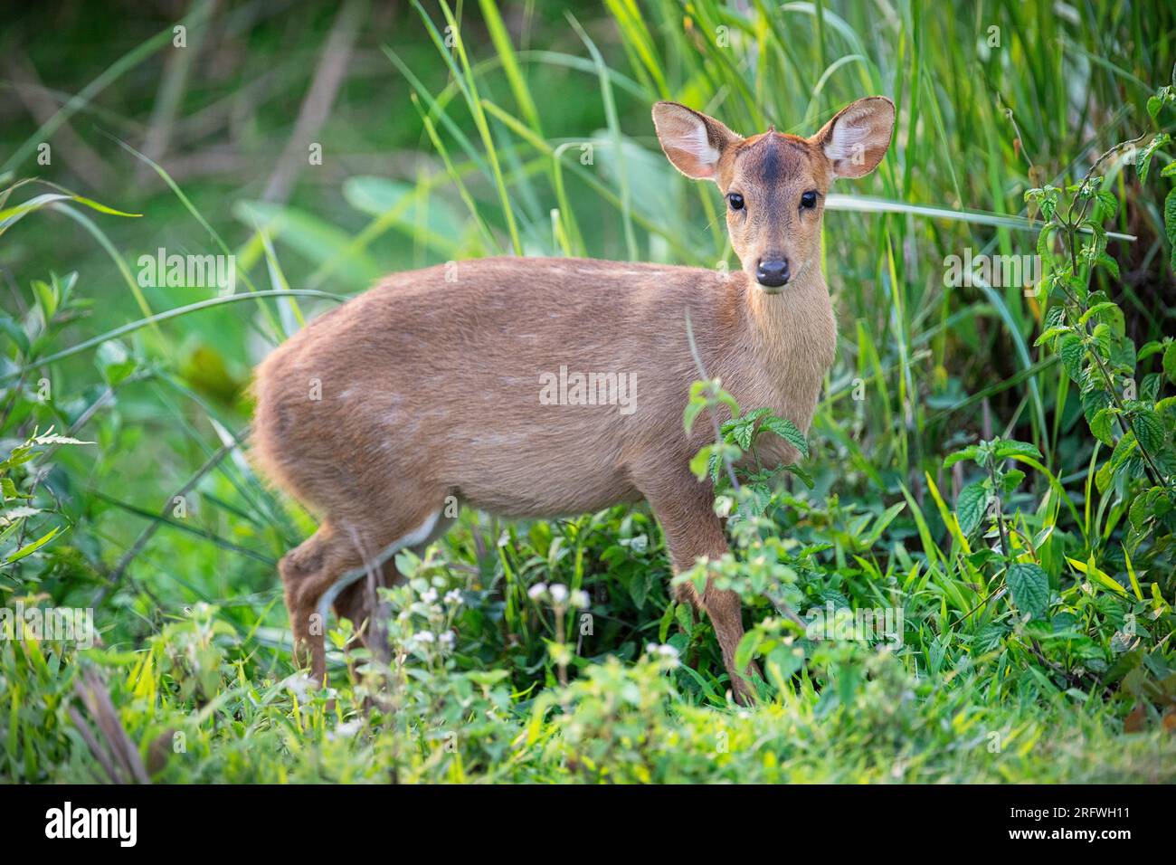 Hog deer (Axis porcinus) standing in grass, Kaziranga National Park ...