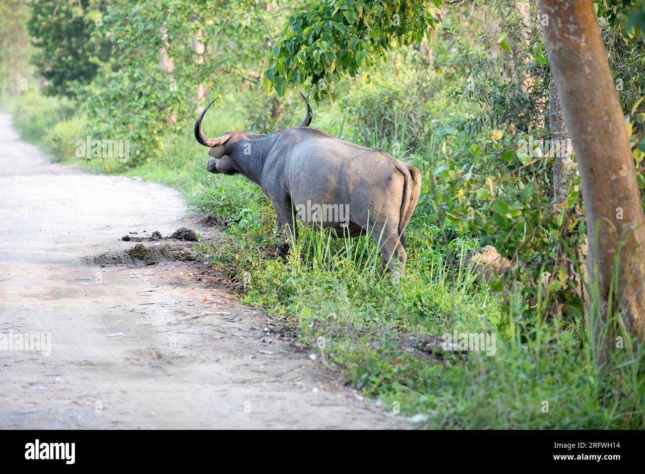 Wild Asiatic water Buffalo (Bubalus arnee) with cubs crossing dirt road ...