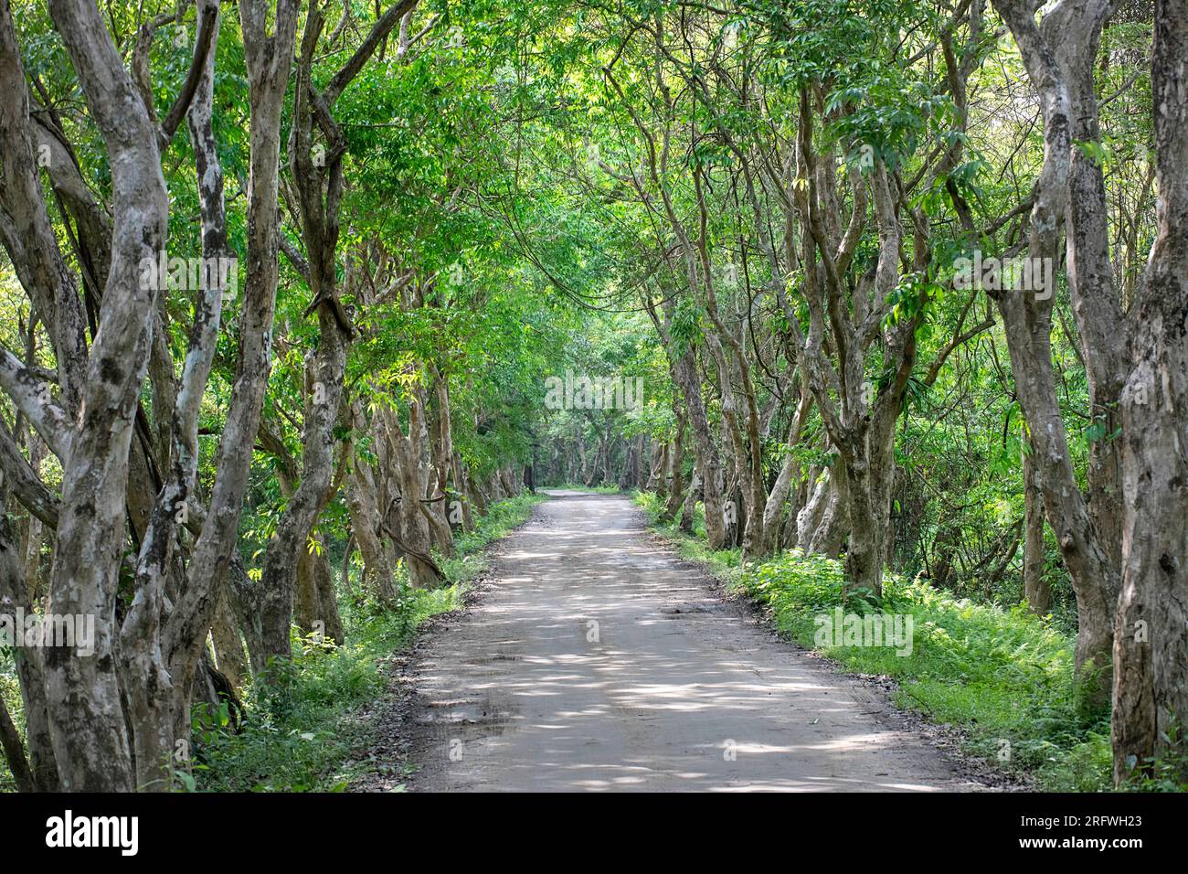 Beautiful landscape of assam hi-res stock photography and images - Alamy