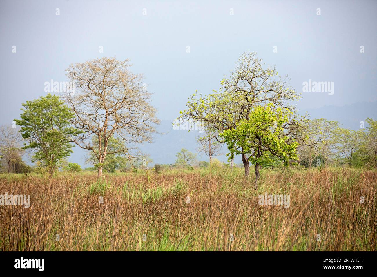 Beautiful landscape of Kaziranga national park in Assam in India ...