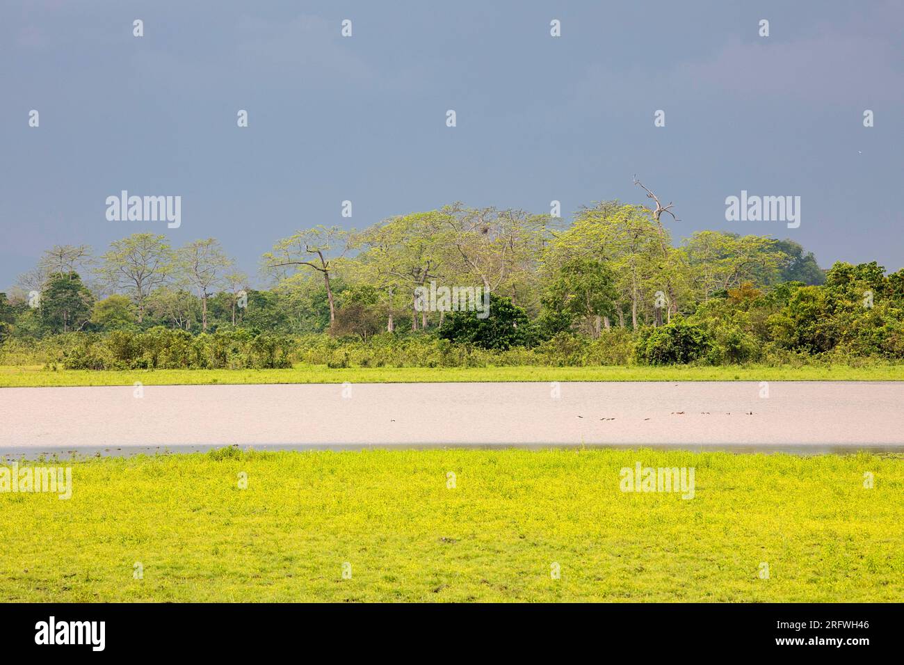 Beautiful landscape of Kaziranga national park in Assam state in India ...