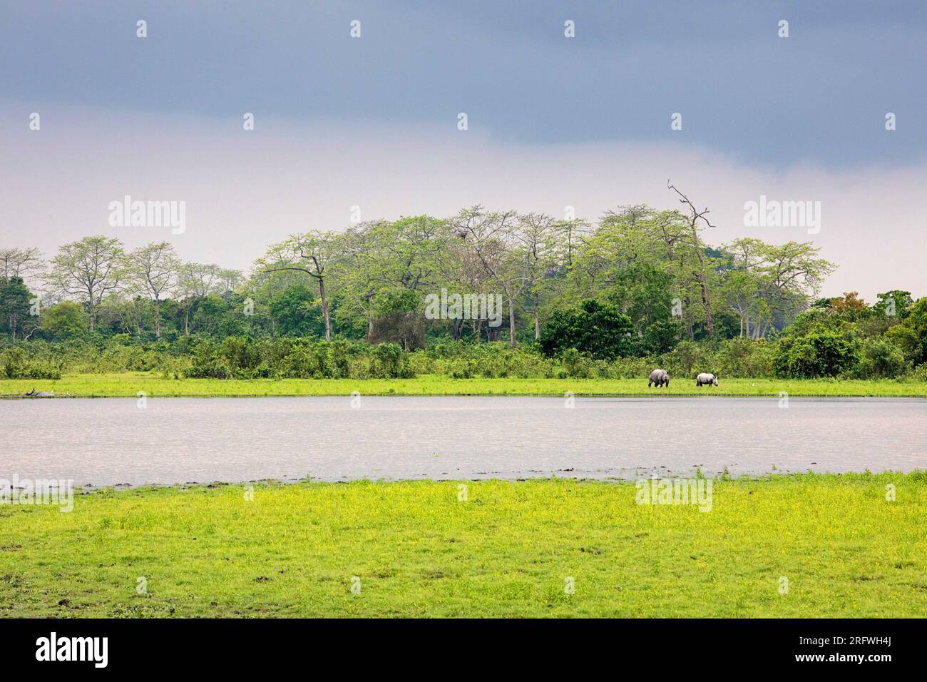 Wild rhino mother and baby relaxing on a bank of a lake in beautiful ...