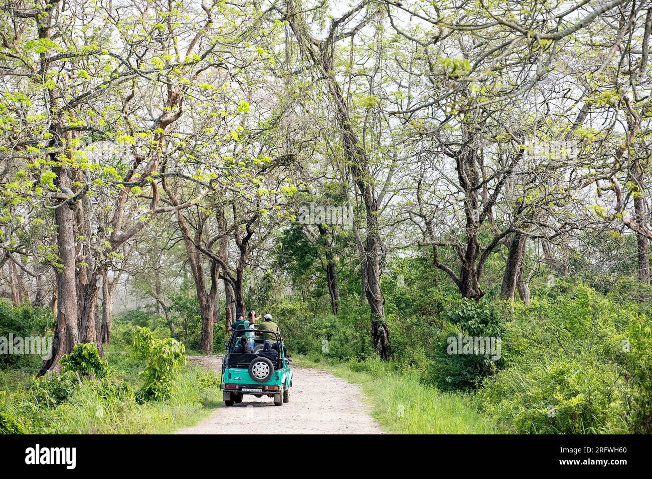 Tourists exploring Kaziranga national park by 4x4 off road cars ...