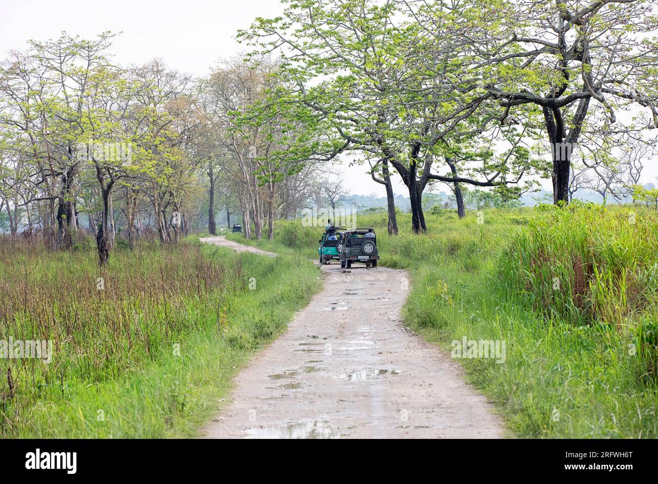 Tourists exploring Kaziranga national park by 4x4 off road cars ...