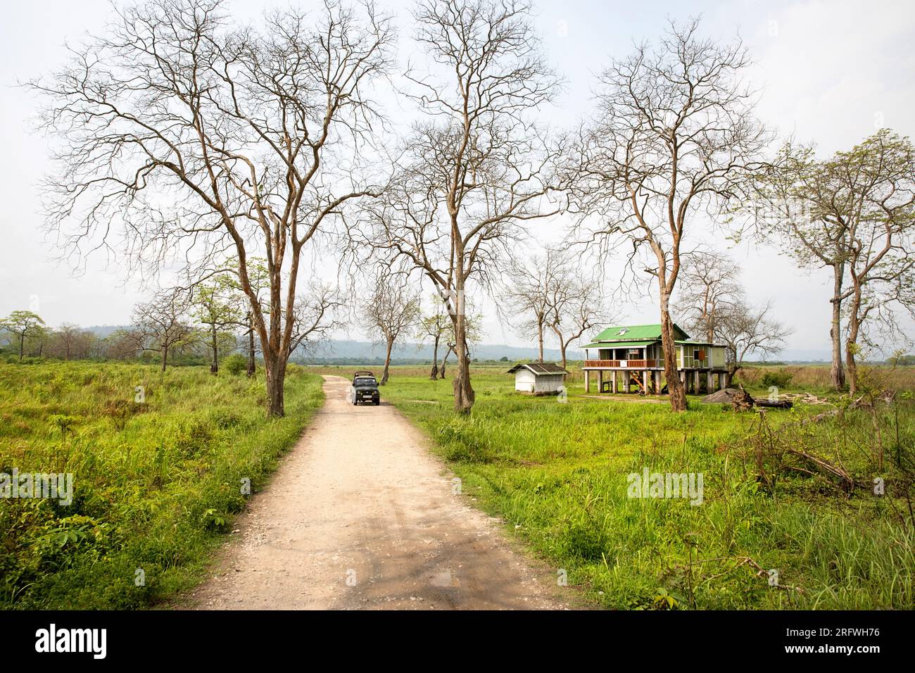 Beautiful landscape of Kaziranga national park in Assam in India, a car ...