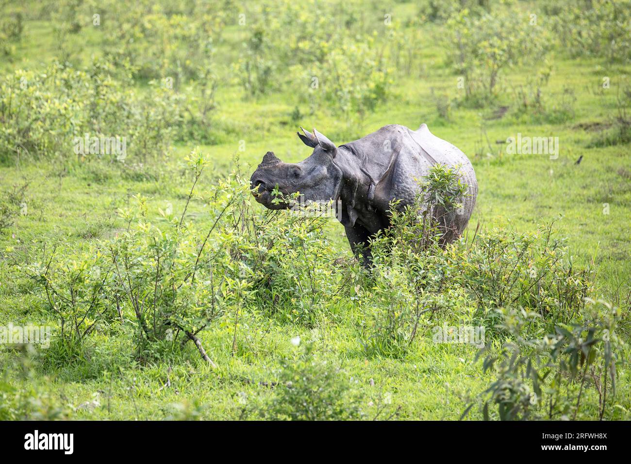 Beautiful Indian rhinoceroses (Rhinoceros unicornis) in Kaziranga ...