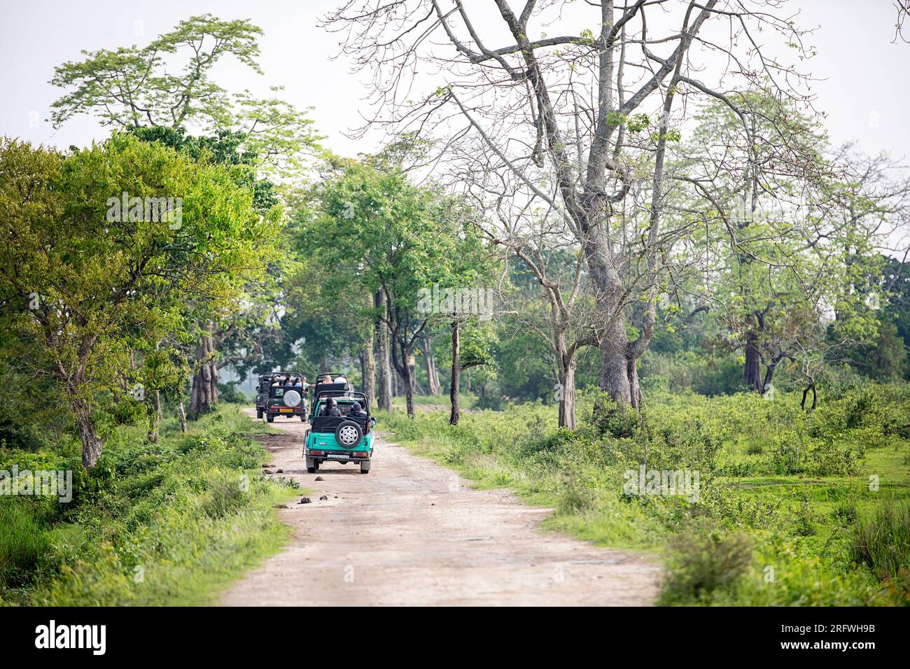 Beautiful landscape of Kaziranga national park in Assam in India ...