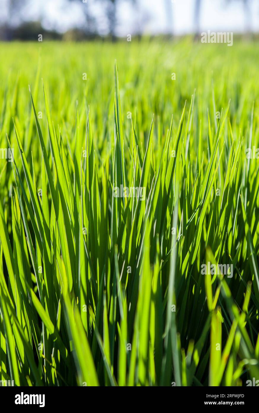 Young rice field of Vegas Altas del Guadiana, Badajoz, Spain. Backlit ...