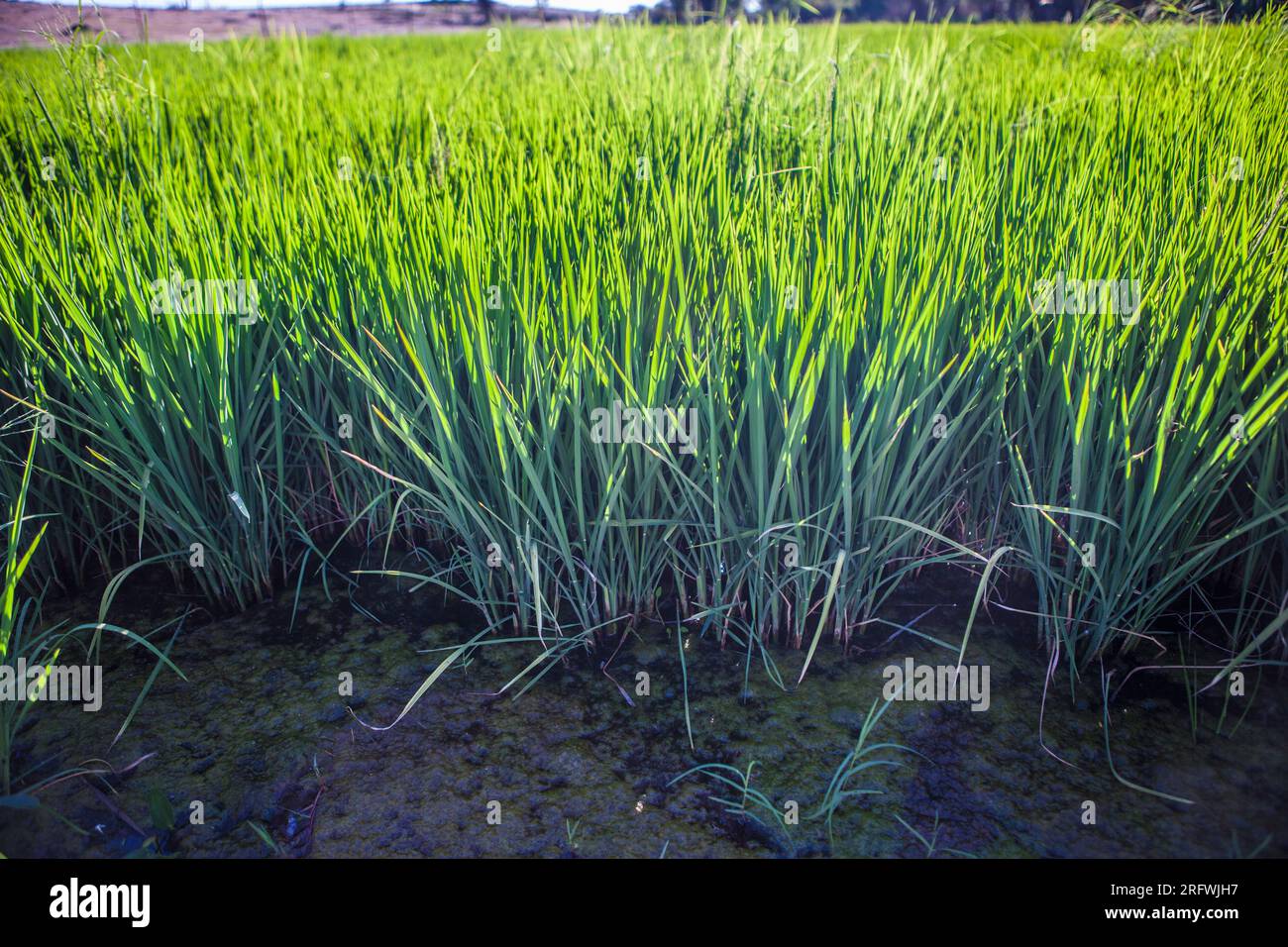 Young rice field of Vegas Altas del Guadiana, Badajoz, Spain. Backlit ...