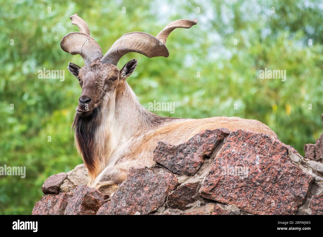 Close-up portrait of Markhor, Capra falconeri, wild goat native to ...