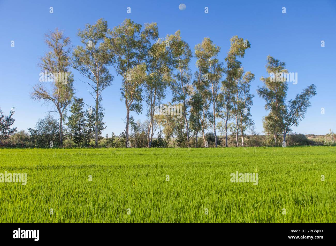 Young rice field of Vegas Altas del Guadiana, Badajoz, Spain. Line of ...