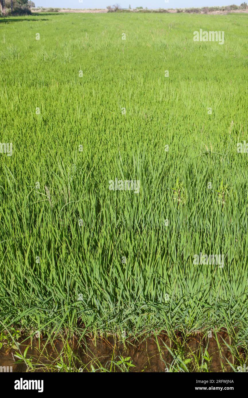 Young rice field of Vegas Altas del Guadiana, Badajoz, Spain. Picture ...