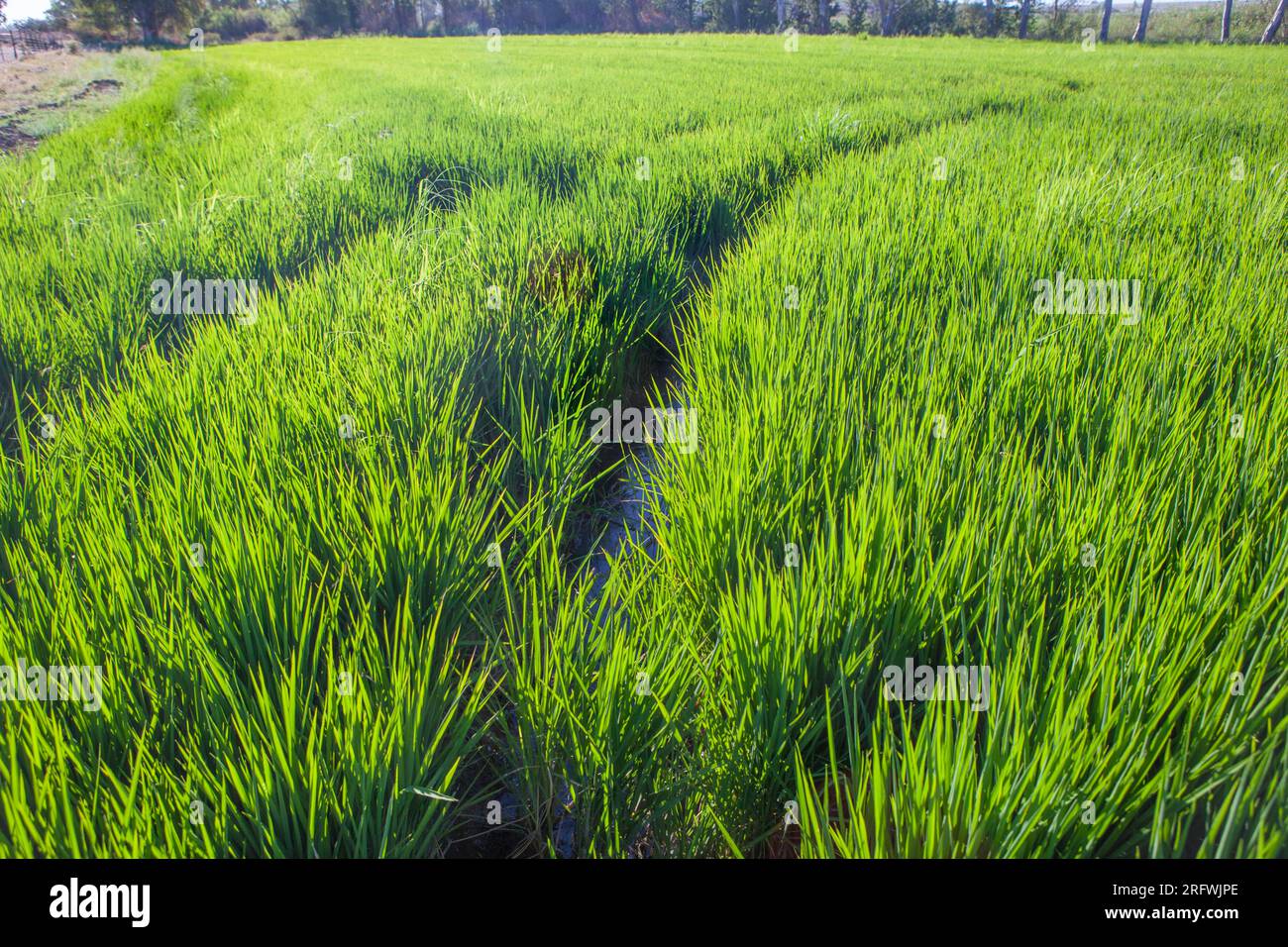 Los guadalperales hi-res stock photography and images - Alamy