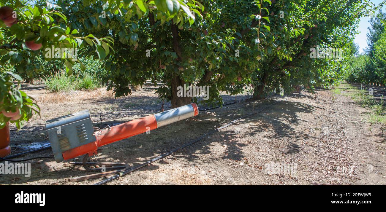 Bird scarer machine placed between plum trees. This device create loud ...