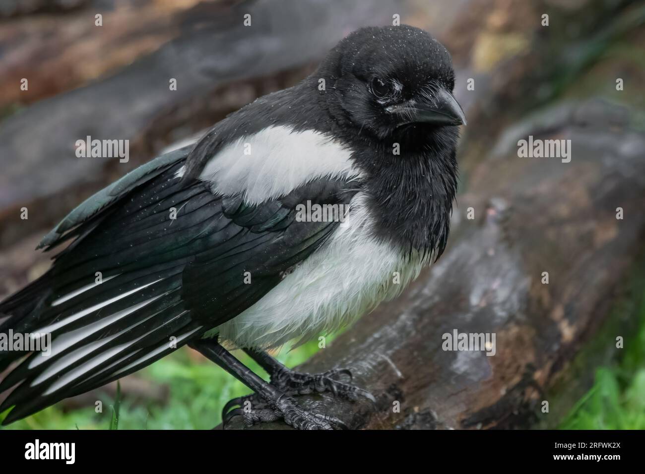A very close portrait of a magpie, Pica pica, as it perches on a pile ...