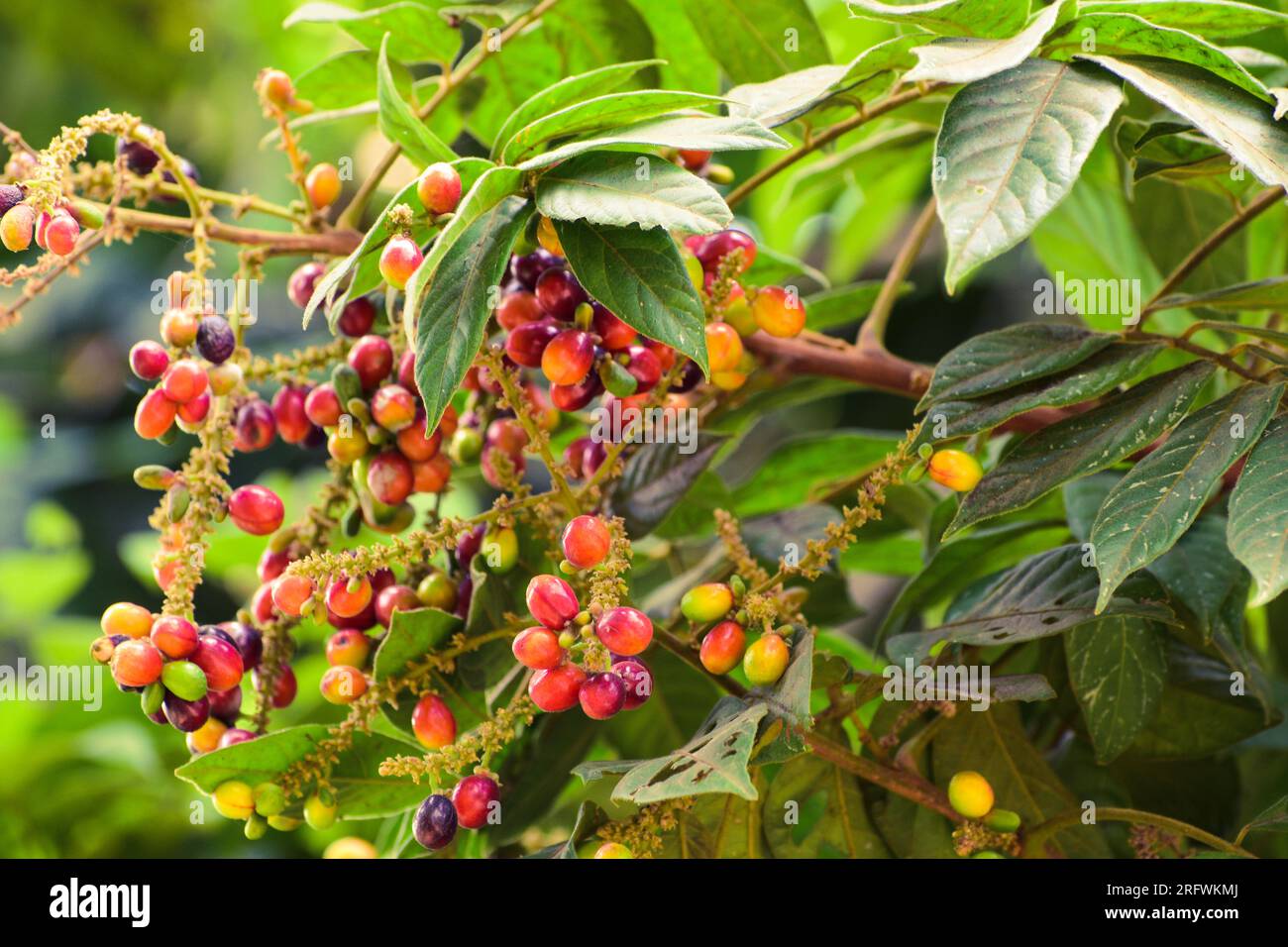 Lovi lovi fruit hi-res stock photography and images - Alamy