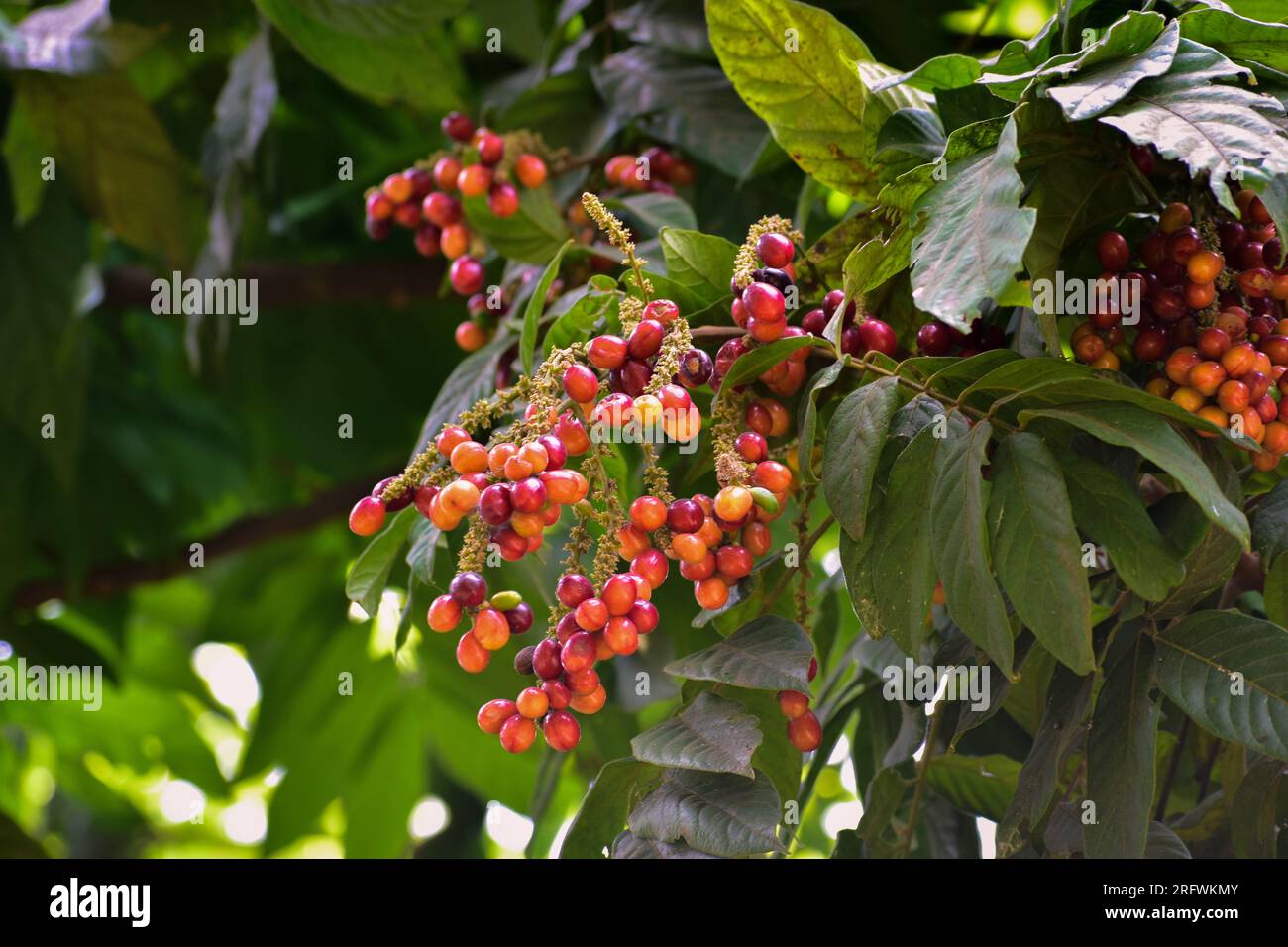 Flacourtia inermis fruits Stock Photo - Alamy