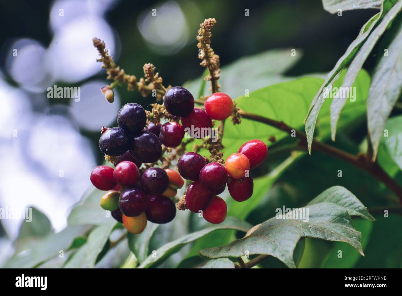 Flacourtia inermis fruits Stock Photo - Alamy