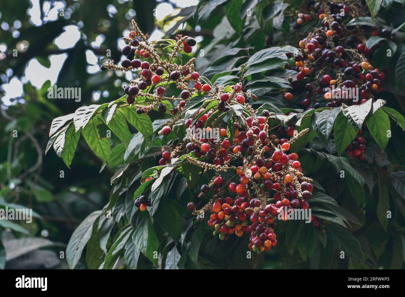 Flacourtia plant hi-res stock photography and images - Alamy