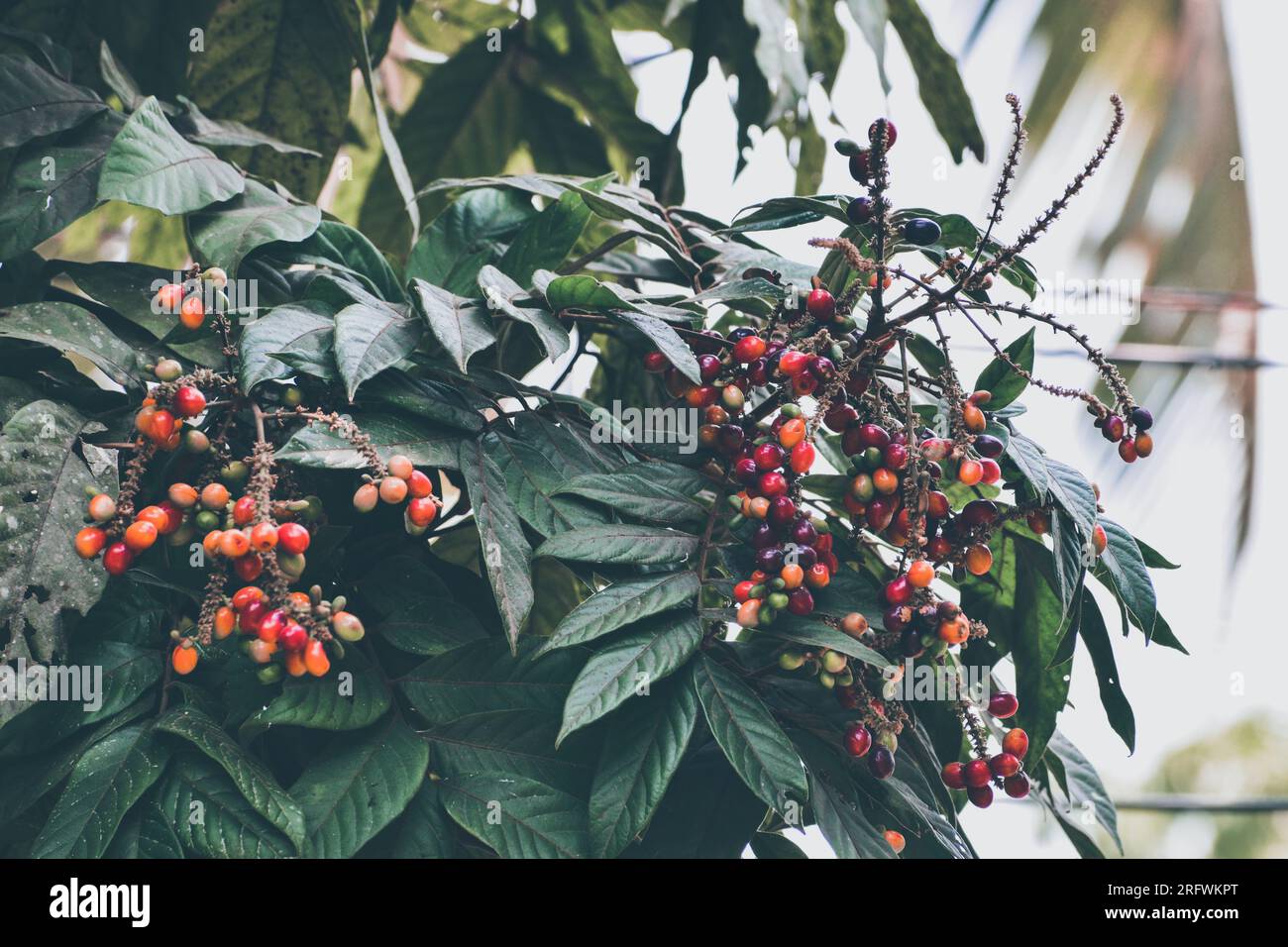 Flacourtia inermis fruits Stock Photo - Alamy