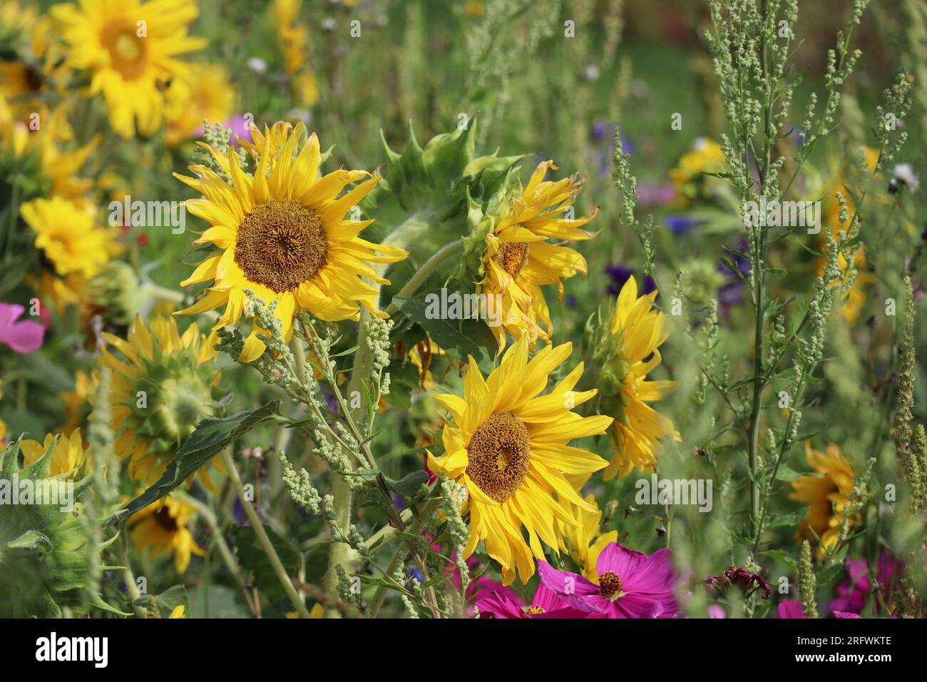 Exemplary bee pasture hi-res stock photography and images - Alamy