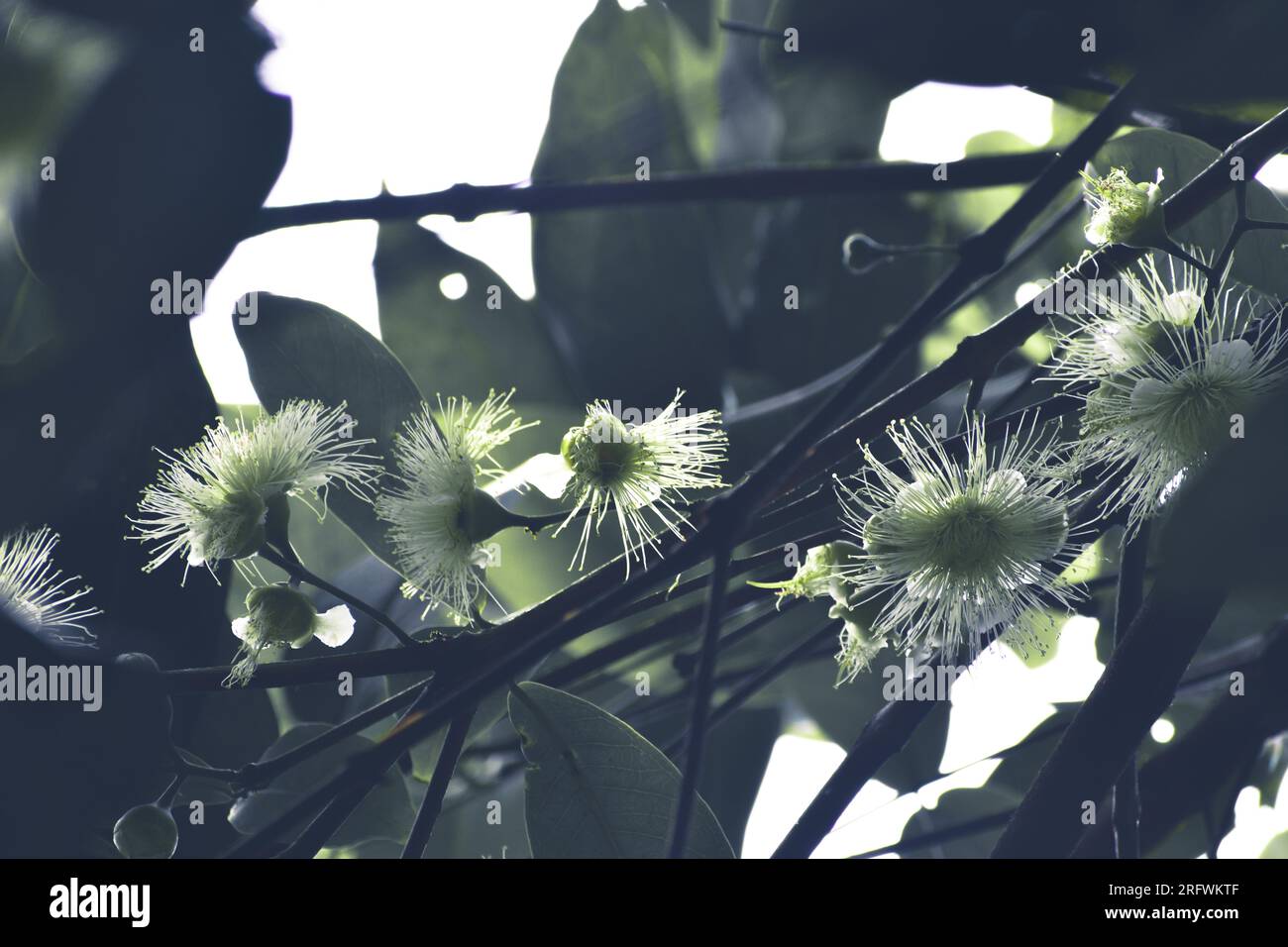 Chomphu khieo hi-res stock photography and images - Alamy