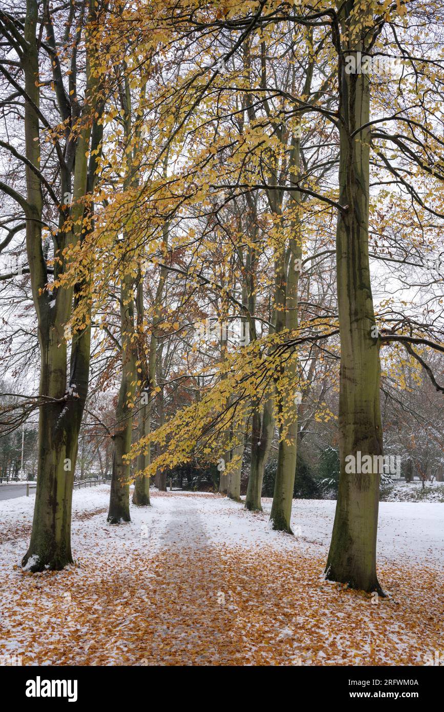Pathway of beech trees, the backs, Cambridge, UK Stock Photo - Alamy