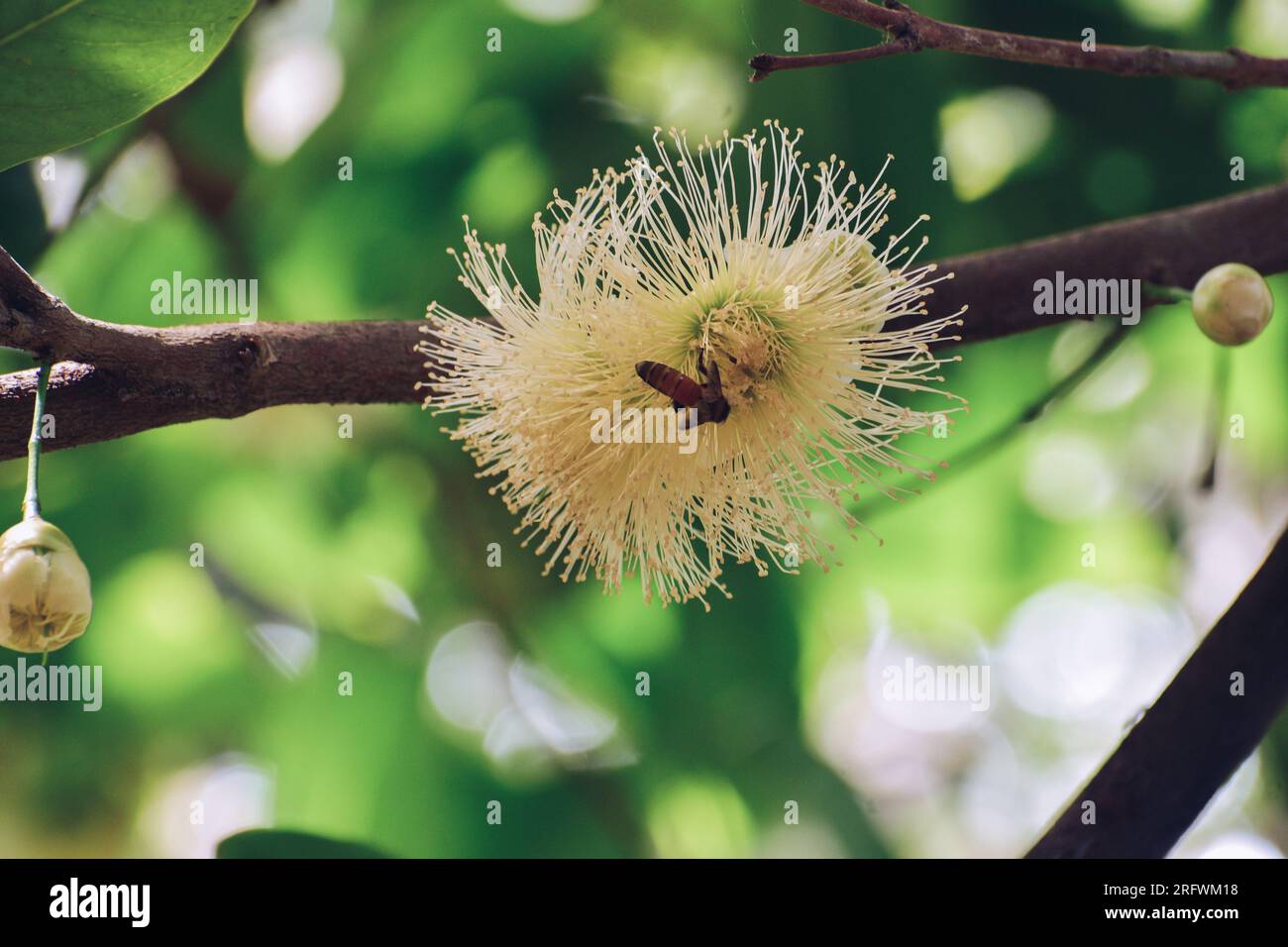 White jambu flowers hi-res stock photography and images - Alamy