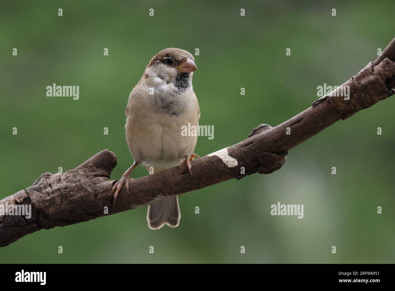 Sparrow on a tree branch Stock Photo - Alamy