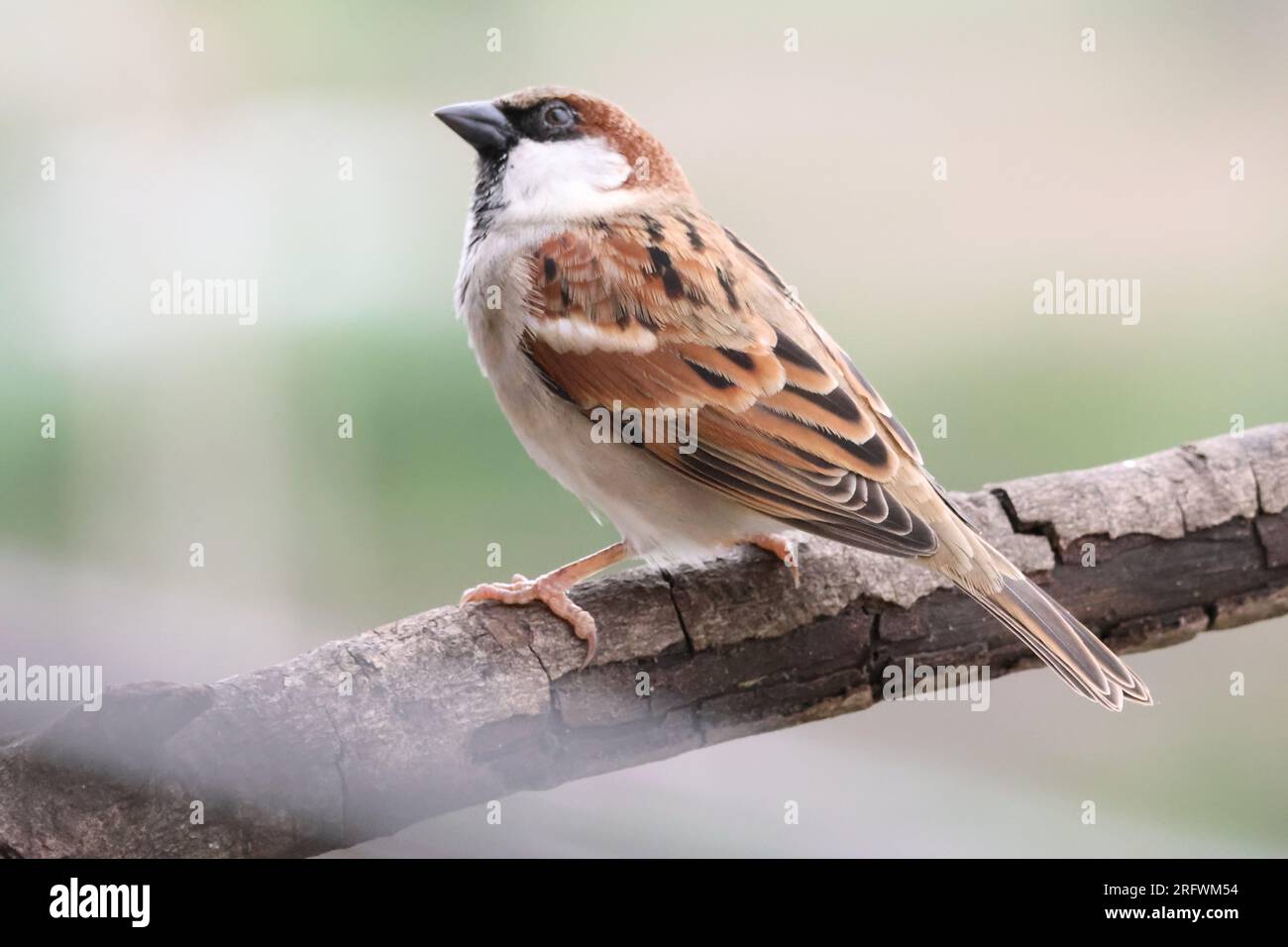 Bird house sparrow on branch hi-res stock photography and images - Alamy