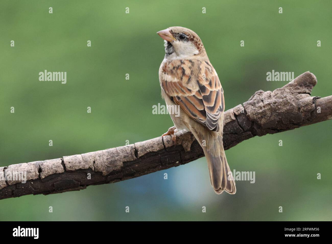 Sparrow on a tree branch Stock Photo - Alamy